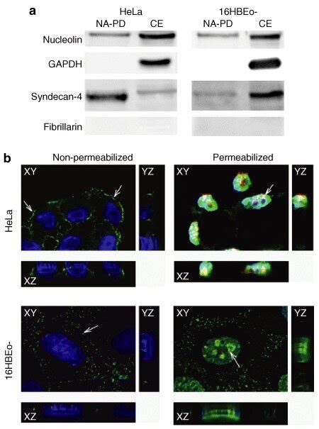 Nucleolin Appears At The Cell Surface In Hela And 16hbeo Cells A Download Scientific