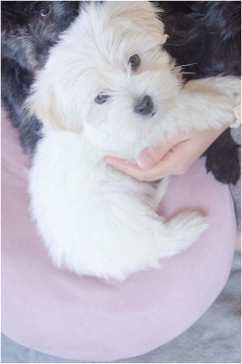 犬细小病毒病 知乎