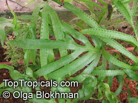 Polypodium Sp Polypody Top Tropicals Plant Encyclopedia
