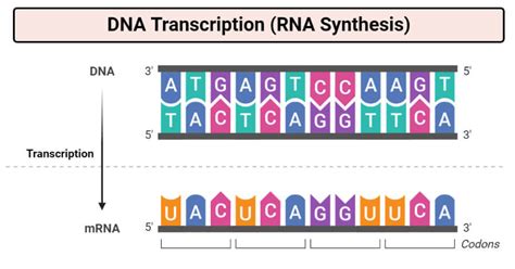 Dna To Rna Transcription Practice