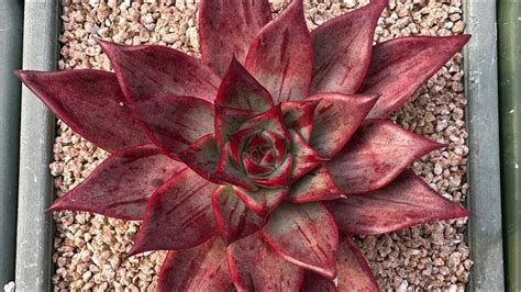 참사랑다육 다육식물힐링킹스톤채홍 Youtube