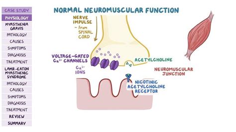 Video Neuromuscular Junction Disorders Pathology Review