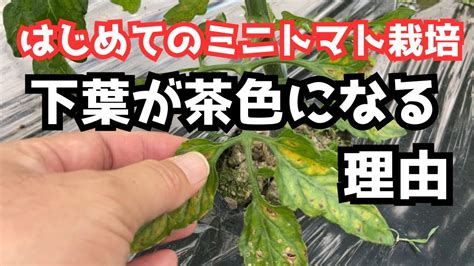 【ミニトマトの育て方】下葉が茶色くなる理由、対処法「初心者向け」 Youtube