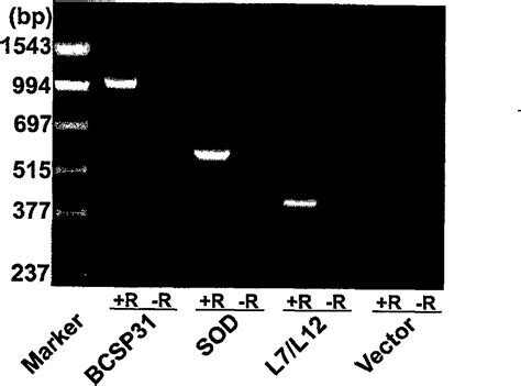 Brucellosis Nucleic Acid Vaccine Eureka Patsnap