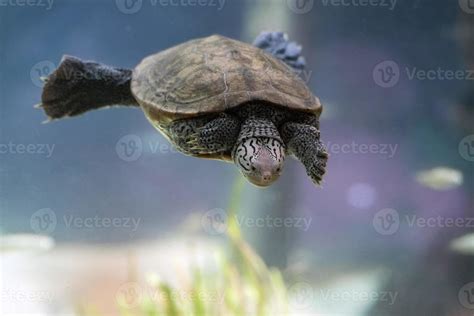 Diamondback Terrapin Turtle Swimming Underwater Close Up 12010995 Stock