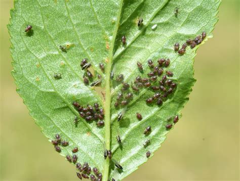 Aphids Aphididae On Leaves And Stems Of Plants Stock Image Image Of