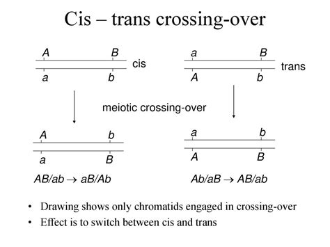 Human Pedigrees Polymorphic Traits Ppt Download