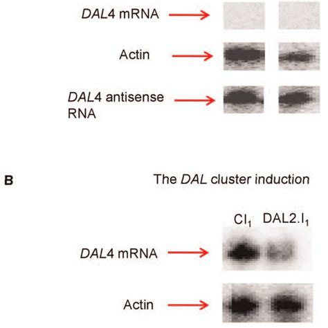 Structure Of The Dal Cluster A Schematic Representation Of The Size Of Download Scientific