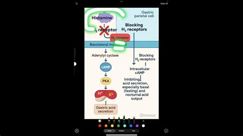 H2 Receptors Blocker Youtube