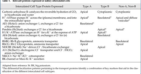 Figure 1 From Collecting Duct Intercalated Cell Function And Regulation