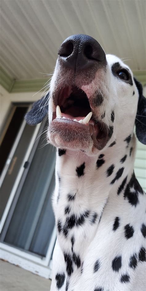 Up Close Teef Scrolller Up Close Teef Scrolller