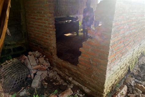 Tembok Rumah Warga Di Lumajang Dijebol Maling 2 Ekor Sapi Limosin Raib