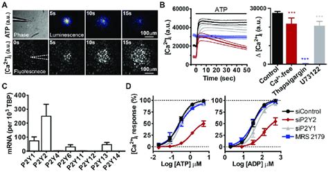 Atp Evokes Ca 2 I Increase In Hacat Cells Via P2y2 Receptor