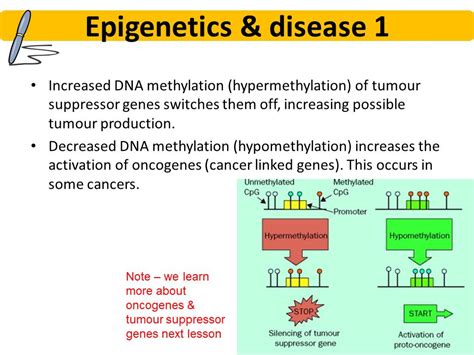 AQA A Level Biology 3 8 The Control Of Gene Expression 4 Epigenetics
