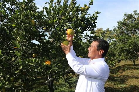 Jeruk Lokal Tetap Digemari Produksi Nasional Mencukupi Direktorat