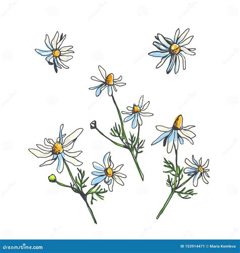 Vector Set Of Chamomile Isolated On White Floral Sketch Field Flowers