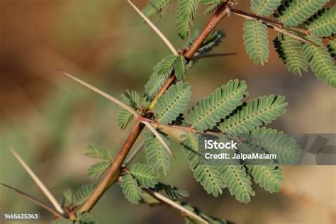 아라비아 고무 나무 또는 가시 미모사 또는 가시가 많은 아카시아 또는 바첼리아 닐로티카 또는 바불 또는 이집트 아카시아 또는 아카시아 닐로티카 0명에 대한 스톡 사진 및