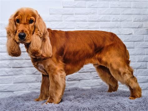 Um Cocker Spaniel Inglês Com Um Corte De Cabelo Muito Bonito Tem Quatro