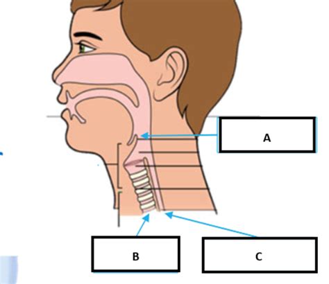 1 3 Practice Test Review Flashcards Quizlet