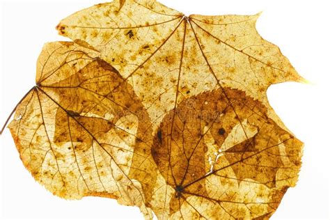 Graphic Leaf Structure Pattern Abstract Background Stock Photo Image Of Flora Natural