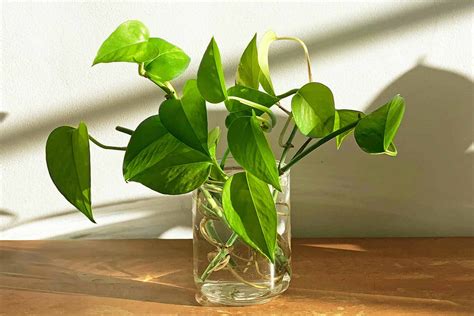 Watering Pothos Plant