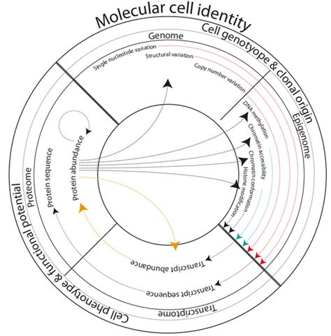 单细胞测序系列之二：单细胞基因组测序 知乎