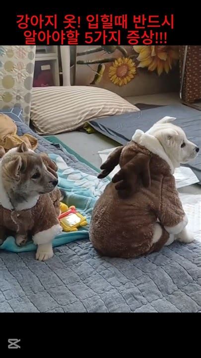 강아지 옷입힐때 유의사항 5가지 Youtube