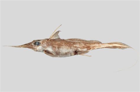 New Species Of Nz Ghost Shark Discovered Earth Sciences New Zealand Niwa