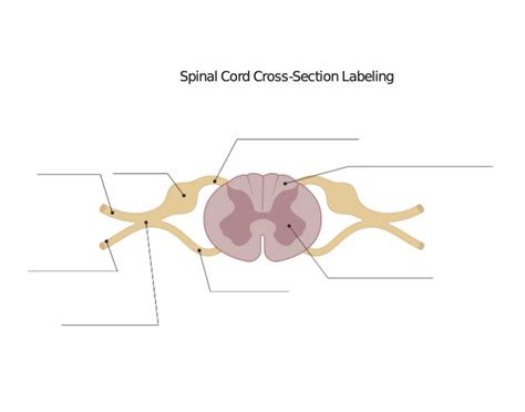 Label A Spinal Cord Cross Section Quiz