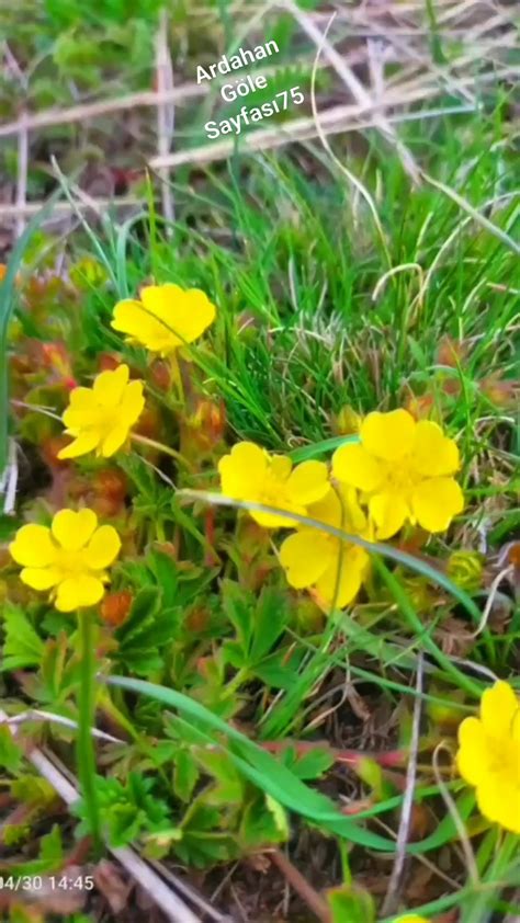Göle Ovası 🍀🌼🍀🌼 Ardahan Gole Facebook