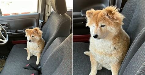 차량에 탔다가 직감적으로 병원 가는게 아닌가 의심하며 어두워지는 강아지 표정 애니멀 플래닛