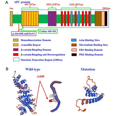 APC Mutation Analysis By Sequencing Familial Adenomatous Polyposis Test GDIC