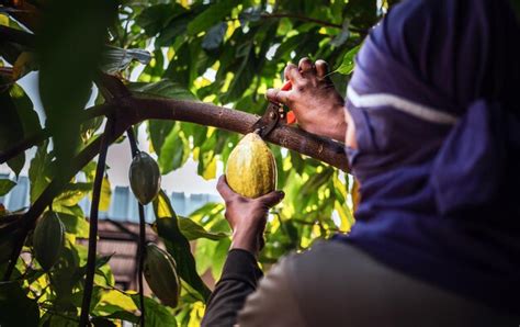 Premium Photo The Hands Of A Cocoa Farmer Use Pruning Shears To Cut