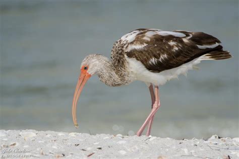 Juvenile White Ibis Shutterbug