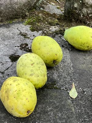 処凛 まさ爺の農家Web日記