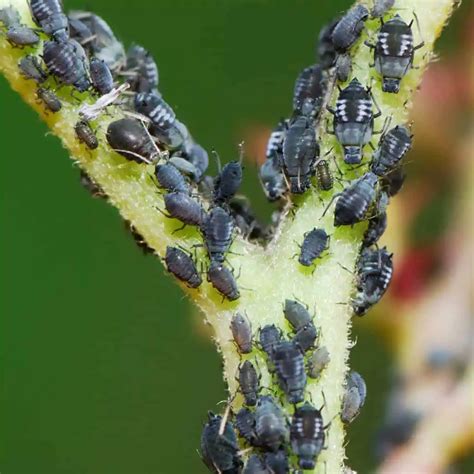 Plant Pest And Pathogens Causes And Treatments Plantly