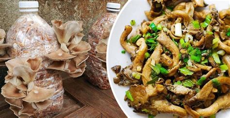 Выращивание вешенок в домашних условиях - Со Вкусом