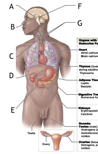 Biol Ch Endocrine Flashcards Quizlet