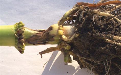 Pythium Stalk Rot Thumbnail