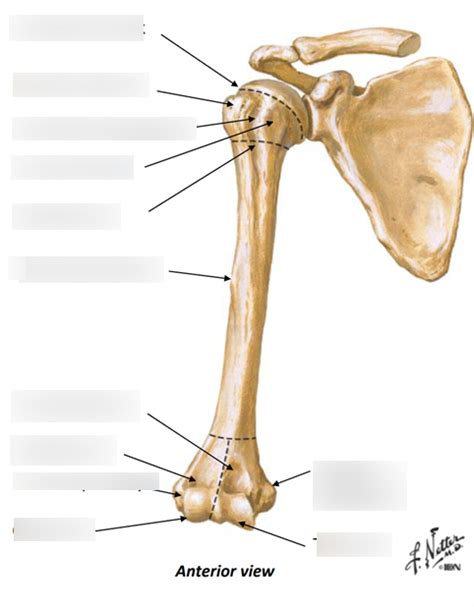Diagram Of Bony Point Of The Humorous Quizlet