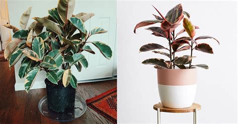 Ficus Elastica Tineke Vs Ruby Whats The Difference