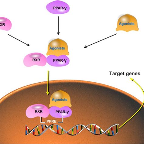 Pparγ Natural Agonists And Inflammation Pparγ Natural Agonists Can Download Scientific Diagram