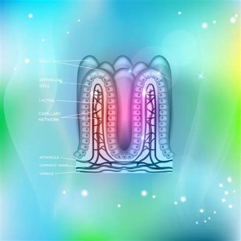 132 Intestinal Villi Vector Images Intestinal Villi Illustrations