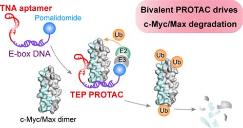 C Myc Targeting Protac Based On A Tna Dna Bivalent Binder For Combination Therapy Of Triple