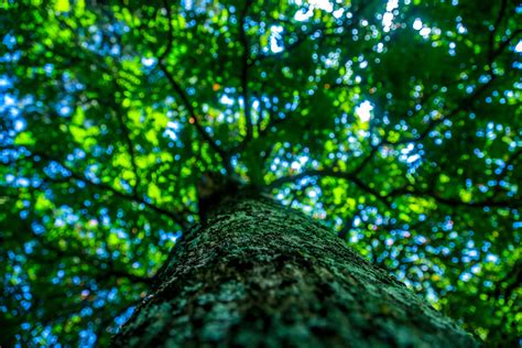 Leaf Lush Foliage Beauty In Nature Evergreen Foliage Tree Canopy