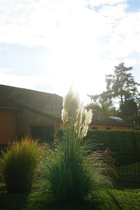 Ornamental Grasses Miscanthus Sinensis And White Pampas Grass