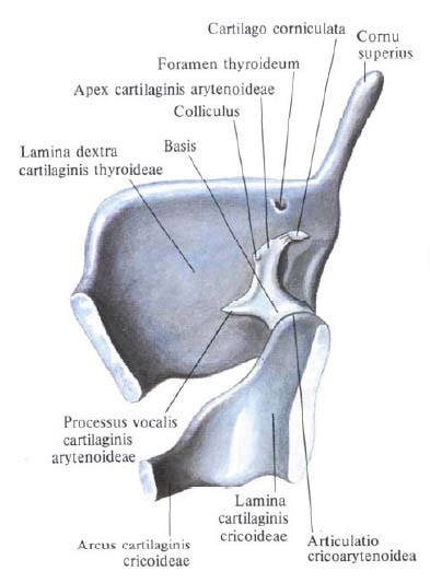 Facies Articularis