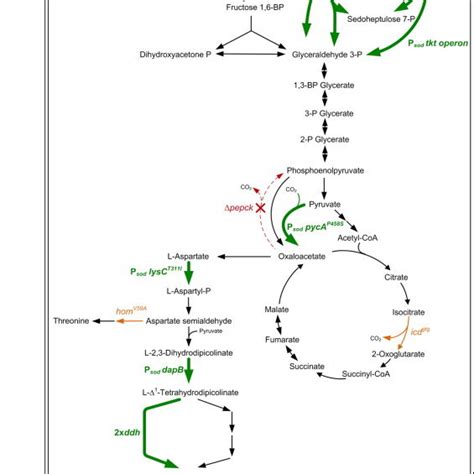 Systems Metabolic Engineering Of Corynebacterium Glutamicum For Download Scientific Diagram