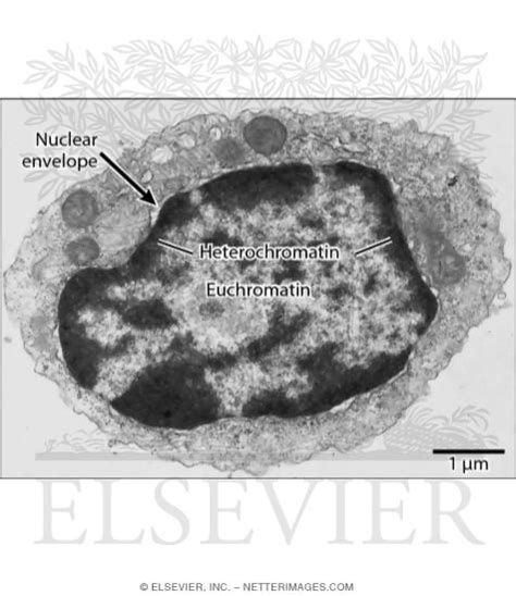 Electron Micrograph Of A Lymphocyte