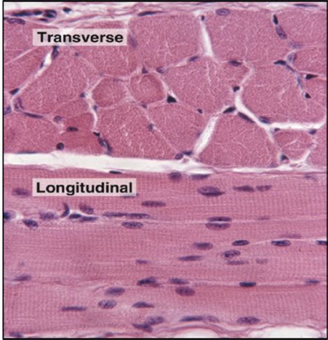 Skeletal Muscle Histology Longitudinal
